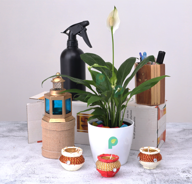 Diwali Corporate Plant Gifts for Clients [Bulk] - Get Free Sample!